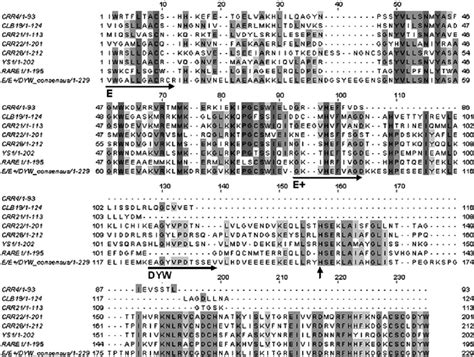 Comparative Alignments Of The C Terminal Regions E To Dyw Domain Of