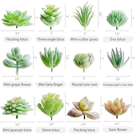 Types Of Succulents Digital Printable Succulent Identification Chart