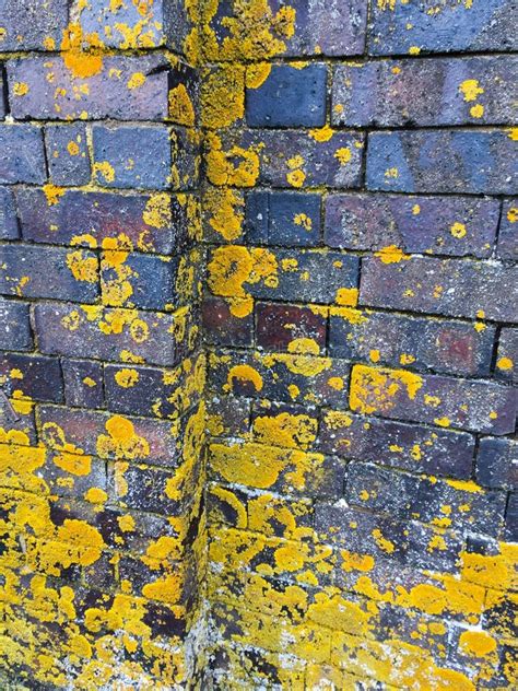 Brick Wall Covered In Algae Stock Image Image Of Covered Hard
