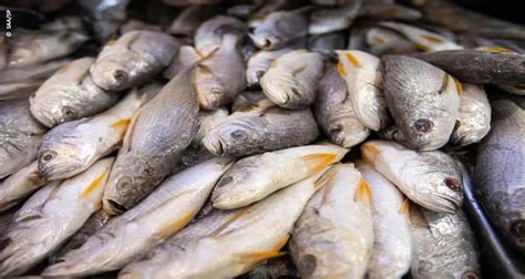 Selo Arte para pescado pode contribuir para manter o Brasil entre os melhores países