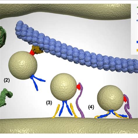 Pdf Rab Proteins And The Secretory Pathway The Case Of Rab18 In