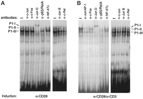 Antibody Analysis Of The P1 Binding Nuclear Factors Emsa Was Carried
