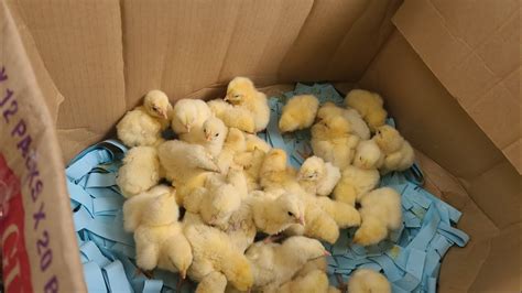 필리핀 병아리 삿어요 Youtube