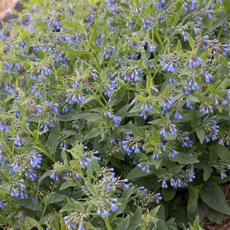 Buy Symphytum Azureum Affordable Uk