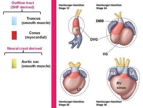 Right Ventricular Outflow Tract Anatomy