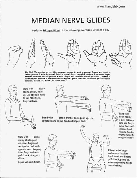 Median Nerve Pathway Radial Nerve Glide Exercises Reflexology Hand