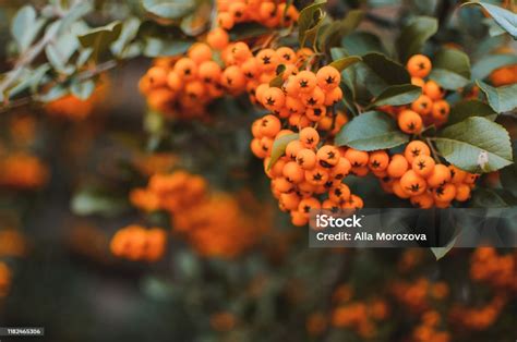 오렌지 잘 익은 바다 갈매 나무속과 가을 배경히포파 람노이드 건강을위한 계절 정원 식물 바다 갈매 나무속 유기농 열매 배경입니다 디자인용 템플릿입니다 의료 공장 공간을