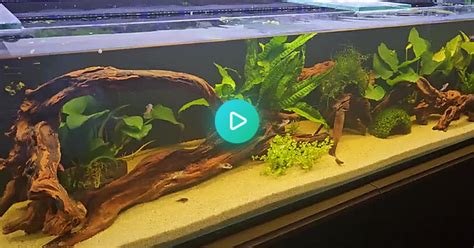 Venezuelan Orange Cory Album On Imgur