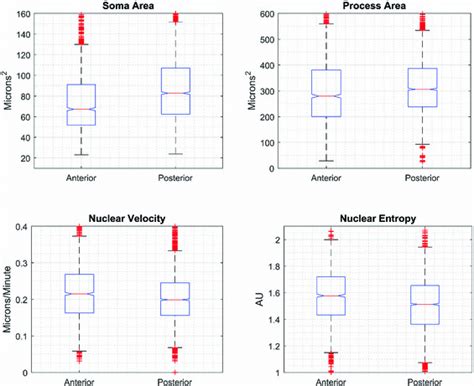 Summary Statistics For Anterior And Posterior Cerebral Cortex Neural