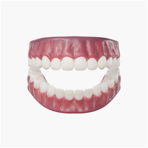 Modelo 3d Encías Y Dientes Humanos Turbosquid 2214451