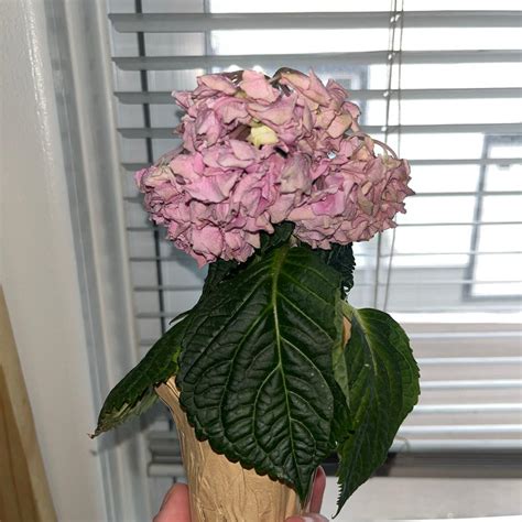 Why Are There Brown Spots On My Oakleaf Hydrangea 🩹