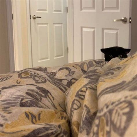 50 Times Asshole Cats Were Publicly Shamed For Their Hilariously