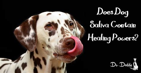 Do Dogs Saliva Have Bacteria