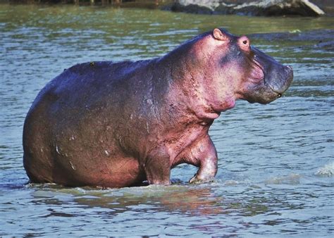 Hippo Entering The Water Hippopotamus Amphibius Masai Ma Flickr