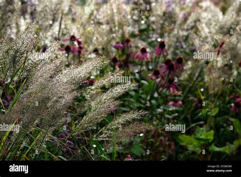 Calamagrostis Brachytrichasilver Inflorescencekorean Feather Reed