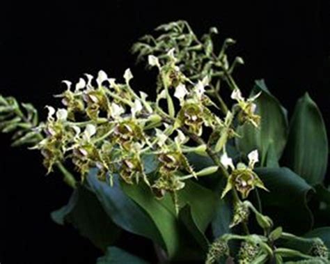 Dendrobium Macrophyllum Orchidweb