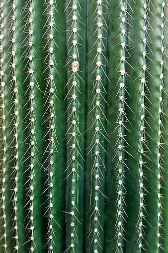 선인장 자연 흥미 진진한 모로코 사람 박차 녹색 식물 플로라 선인장 온실 가시가있는 Pikist