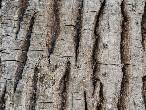 Cracked Dry Wood Texture Background Stock Photo Image Of Textured