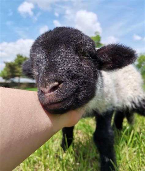 Rambo Went Into A Field For The First Time Today I Think He Enjoyed It