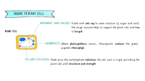 cambridge igcse biology cells structures and functions pptx