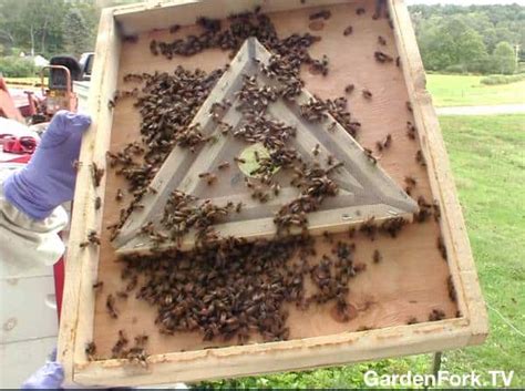 Harvest Honey With A Bee Escape GF Video GardenFork Eclectic DIY
