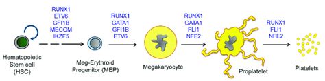 A Scheme For Megakaryopoiesis To Show The Involvement Of Transcription