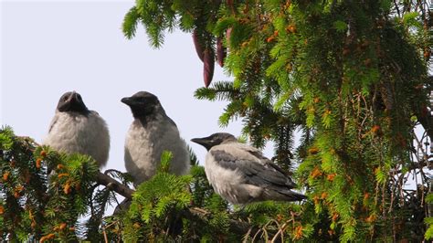 Hungry Chicks Are Waiting For Mom With Food Crows Nest With Chicks Crows On A Coniferous Tree