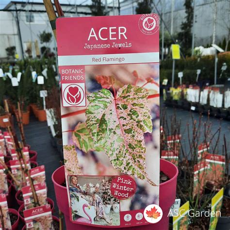 Acer Conspicuum ‘red Flamingo 45 Cm Japanski Javor