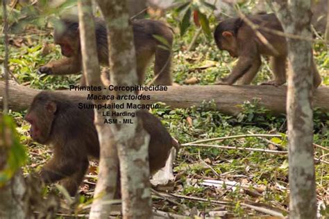 Macaca Arctoides 2026 American Society Of Mammalogists