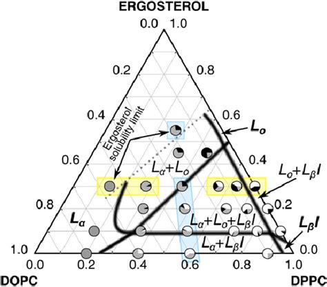 Phase Diagram Of Dppc Dopc Ergosterol Bilayers In Pbs 20 Vol Ethanol Download Scientific