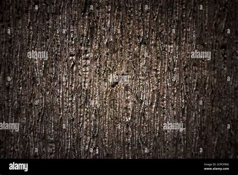 Wood Texture Trunk Texture Tree Stem Texture Stem Pattern Stock