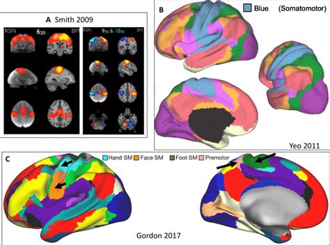Pericentral Network A Sensorimotor Areas In 20 Left And 70 Right
