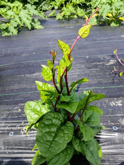 つるむらさき│どんな野菜？ 岩渕なないろ農園