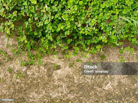 꽃괭이밥 또는 Oxalis Acetosella L 콘크리트 바닥에 바닥용 가루로 빻은에 대한 스톡 사진 및 기타 이미지