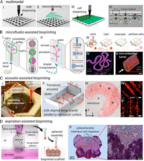 Hybrid Biofabrication Techniques A Multi Modal Biofabrication Of Download Scientific Diagram