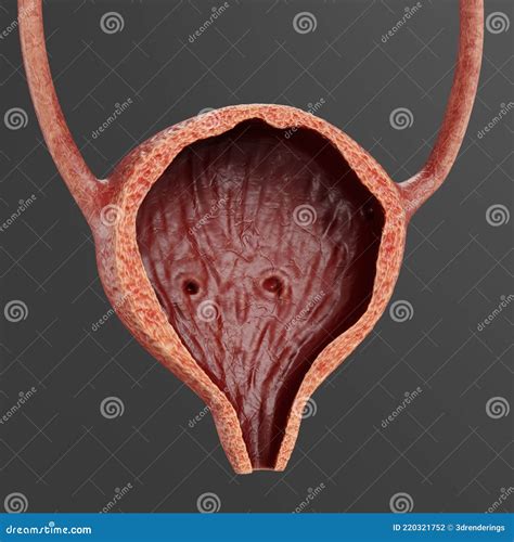 3d Render Of Urinary Tract Stock Illustration Illustration Of Nefron
