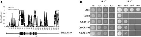 Prediction Of Rna Binding Motives And Rna Chaperone Activity Of