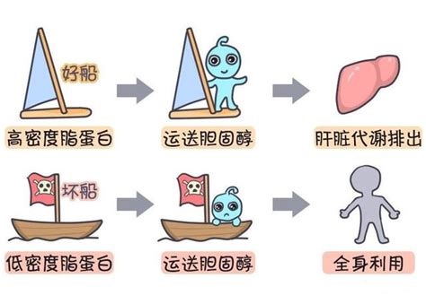低密度脂蛋白高？坚持做这4件事，72降到23，只要1个月脂蛋白低密度胆固醇新浪新闻