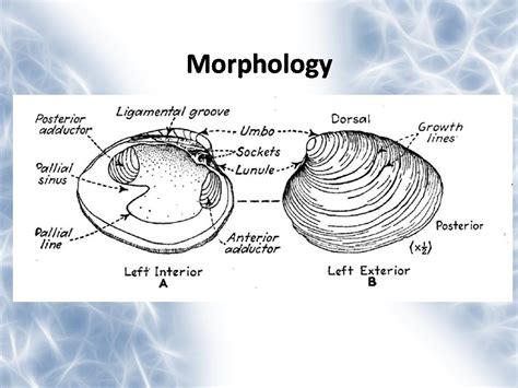 Geology Rocks Bivalvia Presentation