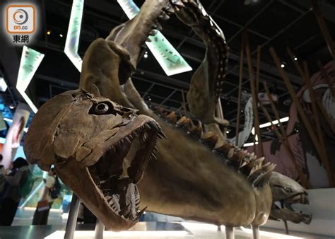 科學館展出過百件古生物化石 觀眾化身偵探追查恐龍死因