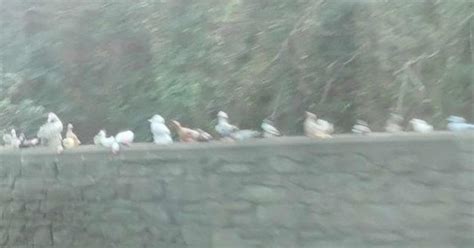 Sex Toys Dethroned By Rubber Ducks Along The A39 In Cornwall R