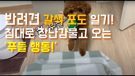 반려견 갈색 포도 짧은 일기 침대로 장난감물고 온 푸들의 행동 Youtube