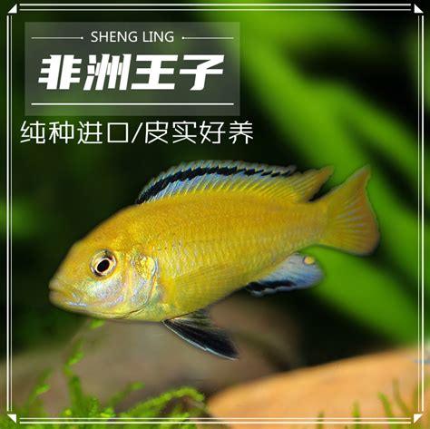 钱多多非洲王子 钱多多尼日利亚老婆 伤感说说吧