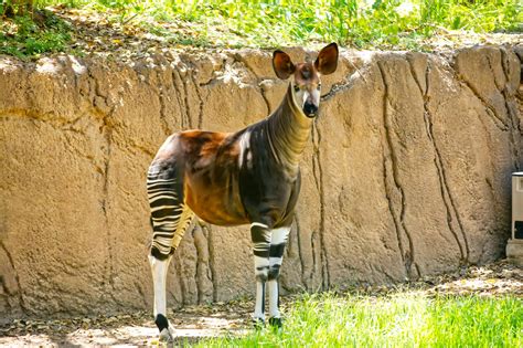 Unveiling The Mystique Of Okapi Life Conceptual