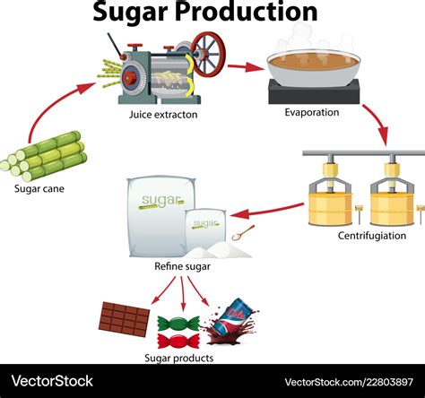 Sugar Production Process Diagram Royalty Free Vector Image