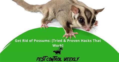 Get Rid Of Possums Tried And Proven Hacks That Work