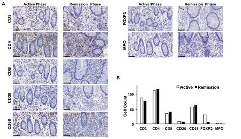 Immunohistochemical Analyses Of The Transverse Colon Biopsy Samples