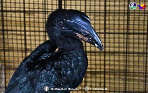 Worlds Rarest Hornbill Mysteriously Appears 600 Km From Known Range