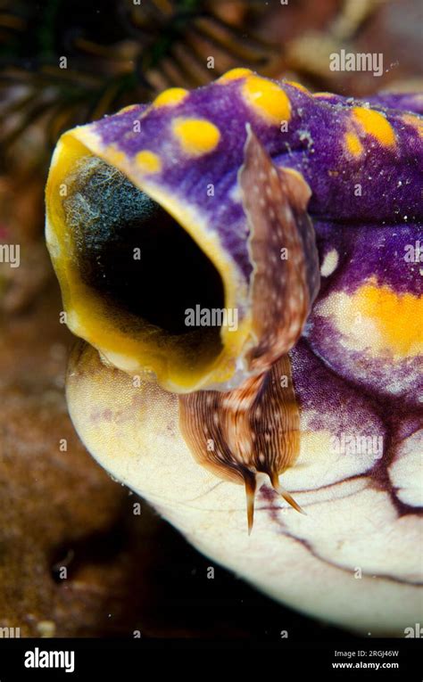Polyclad Flatworm Prostheceraeus Sp On Siphon Of Golden Sea Squirt
