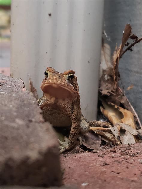 Judgemental Toad R Pics